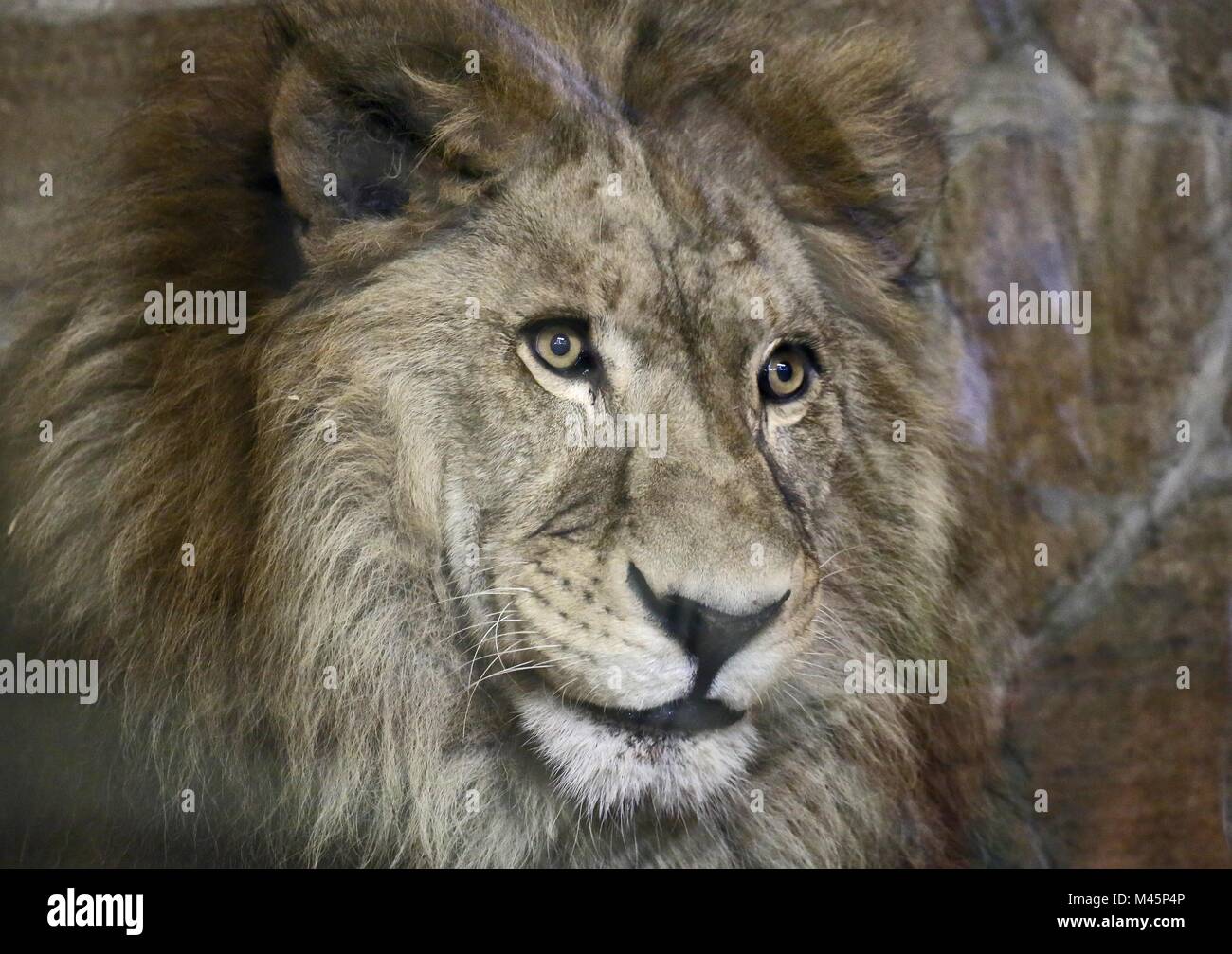February 12, 2018. - Russia, Saint Petersburg. - A lion called Adam in ...