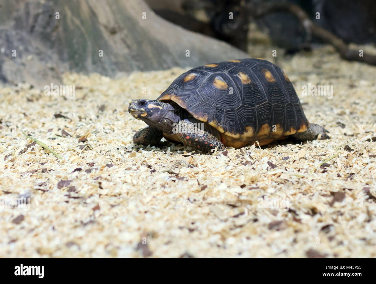 spur-thighed turtle eating grass Stock Photo - Alamy