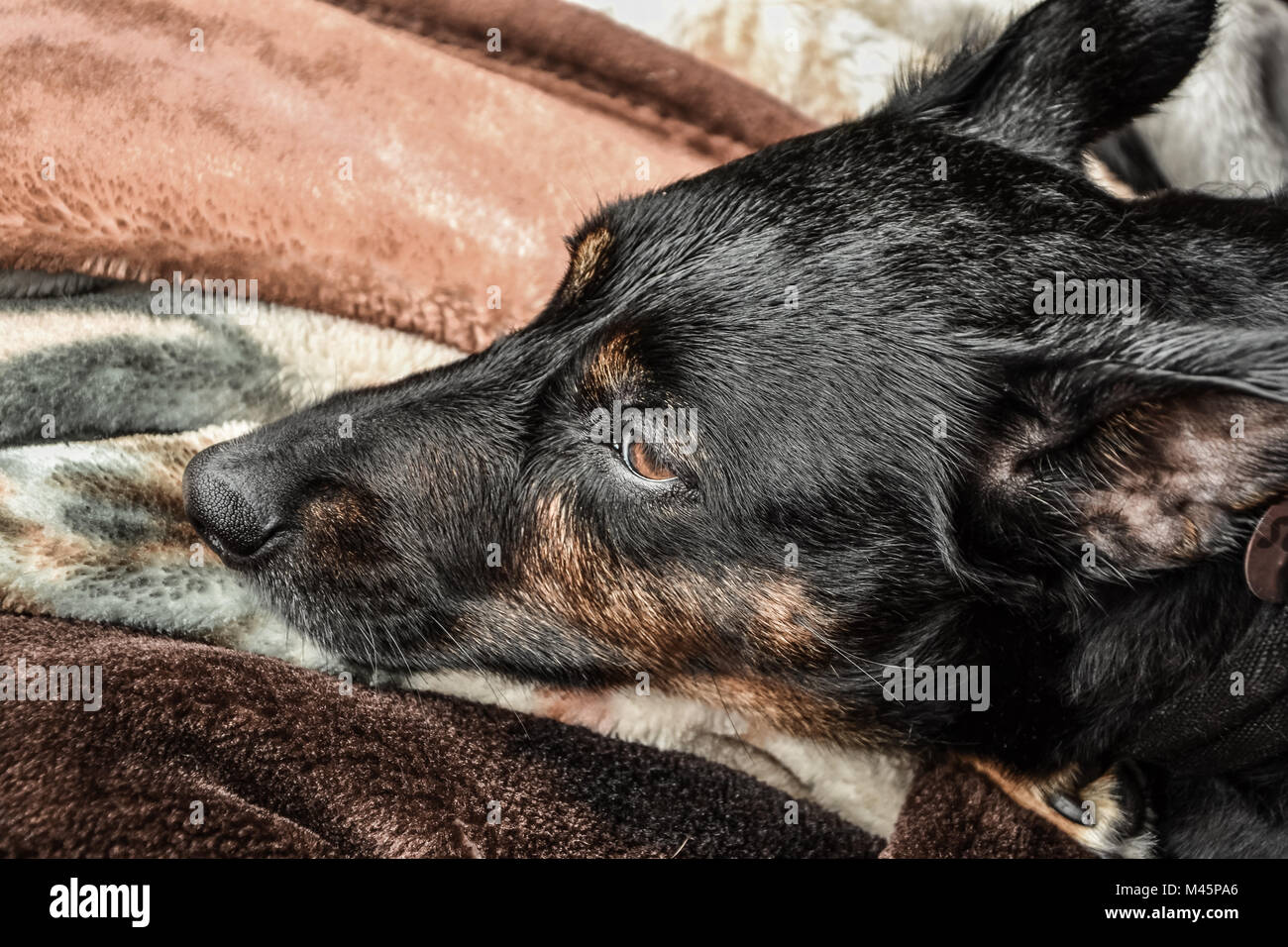 Cute Dog Isolated Stock Photo - Alamy