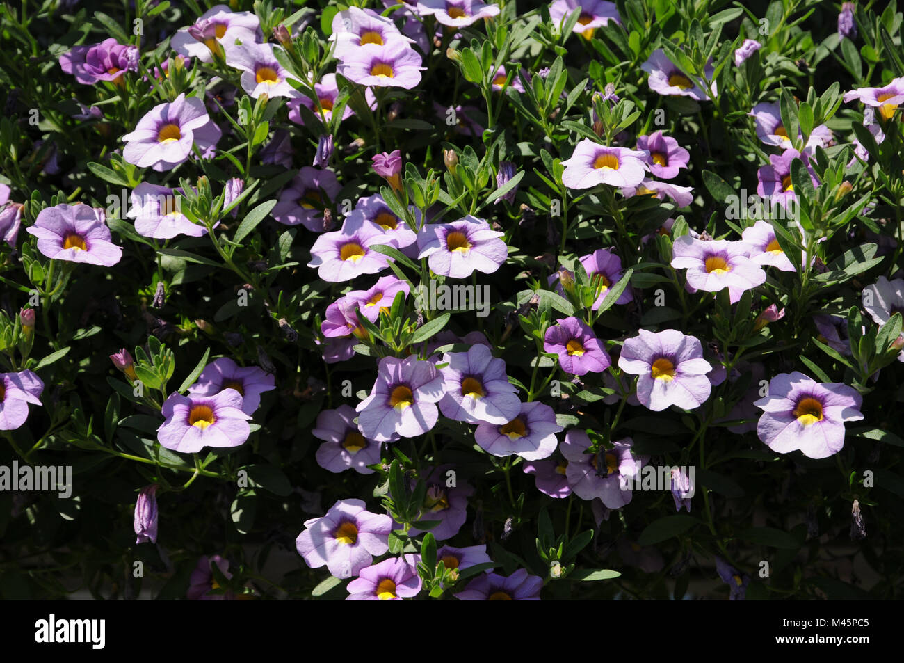 Calibrachoa Cultivars Superbells Unique Lavender Stock Photo - Alamy