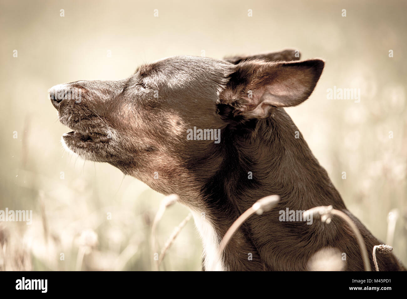 Cute Dog Isolated Stock Photo - Alamy
