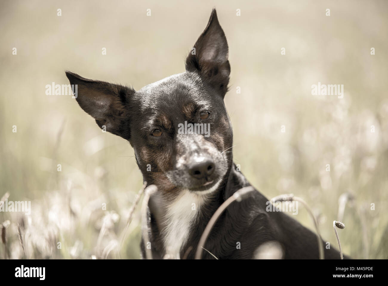 Cute Dog Isolated Stock Photo - Alamy