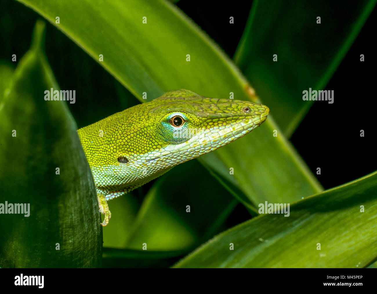 Green Anole High Resolution Stock Photography and Images - Alamy