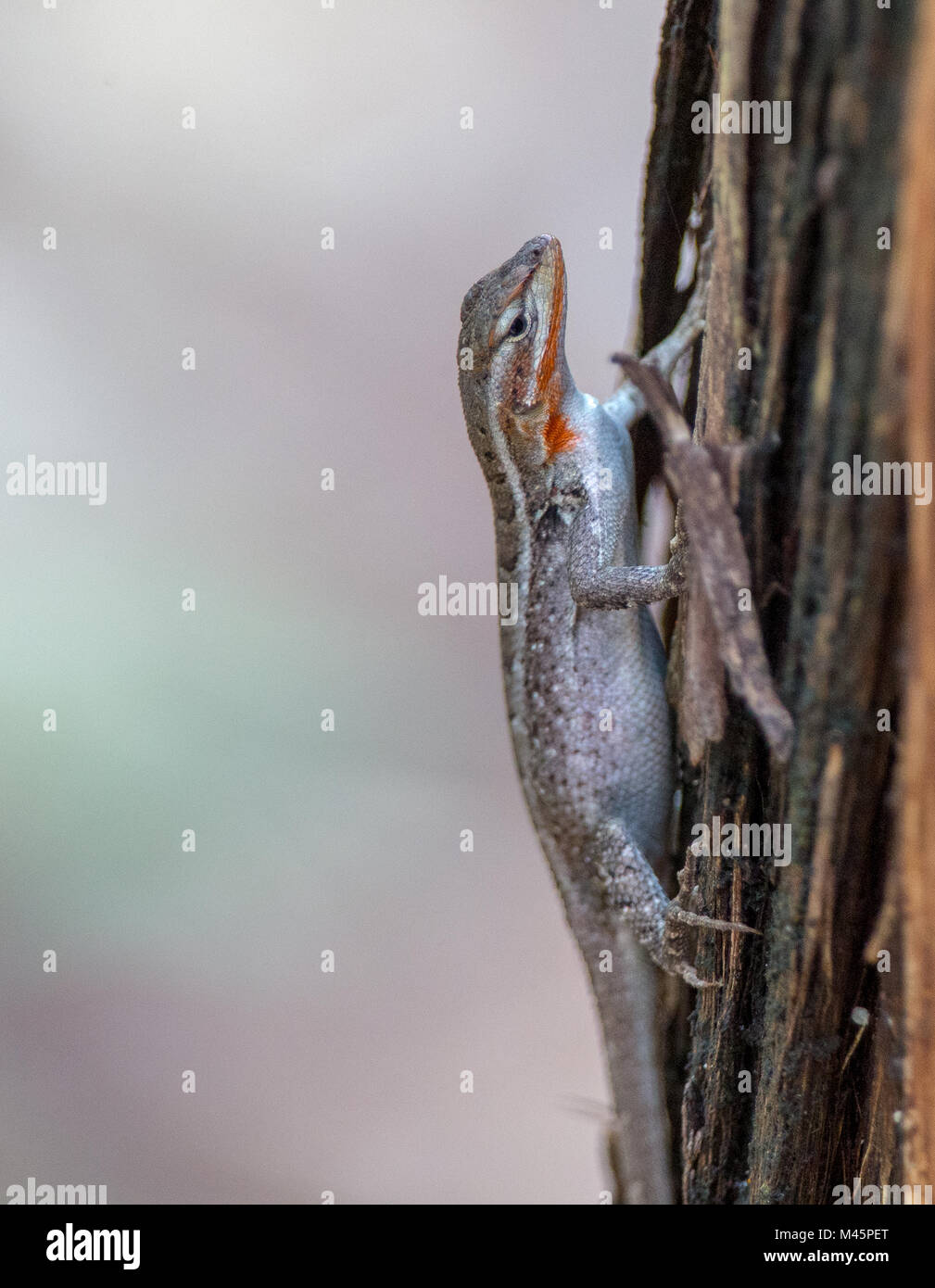 Tree lizard hi-res stock photography and images - Alamy