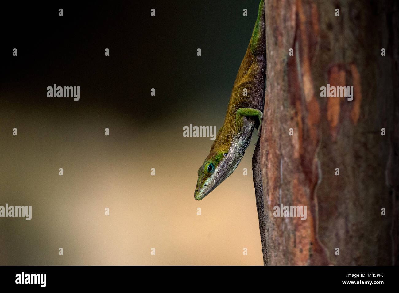 Red throated anole hi-res stock photography and images - Alamy