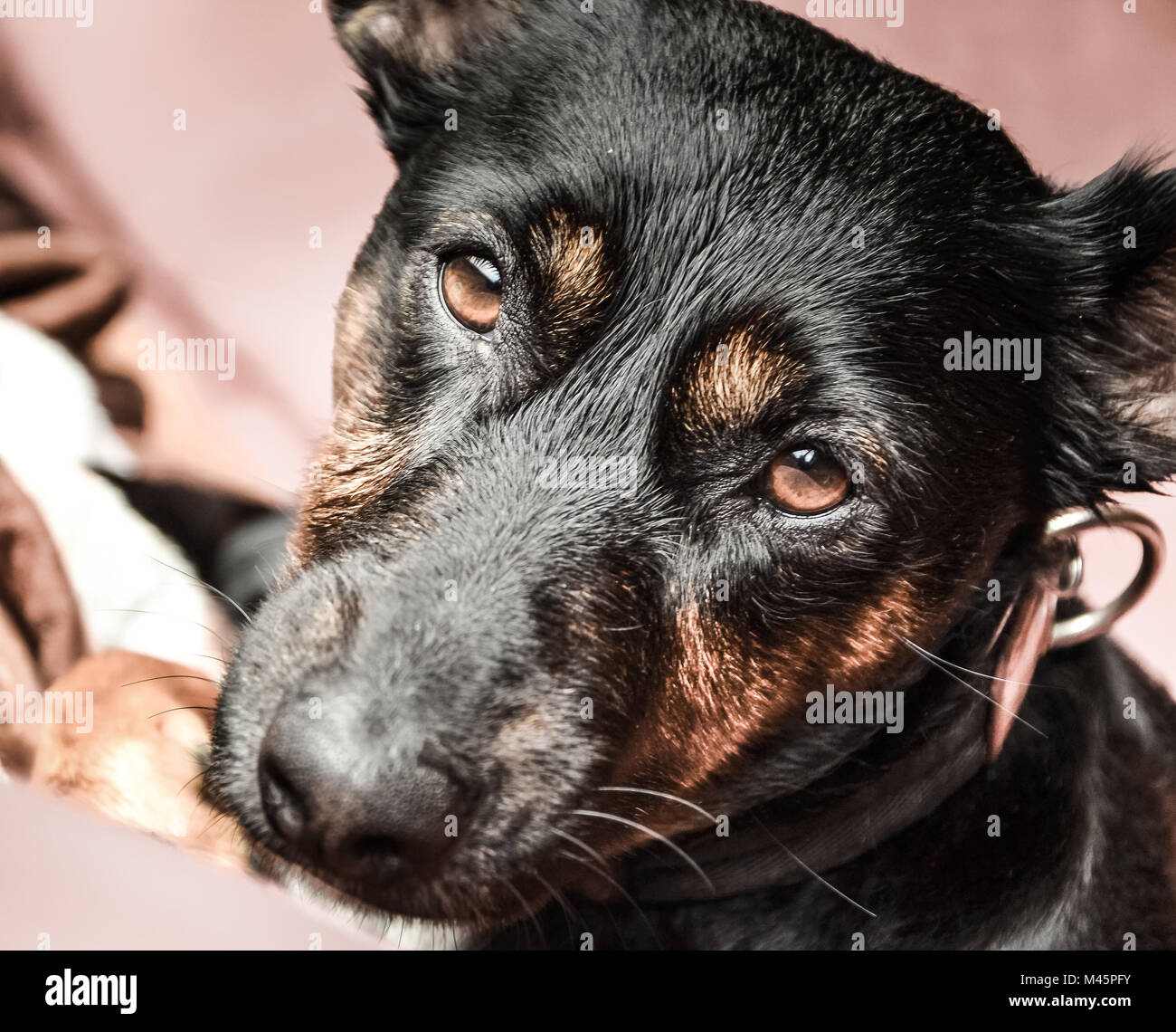 Cute Dog Isolated Stock Photo - Alamy