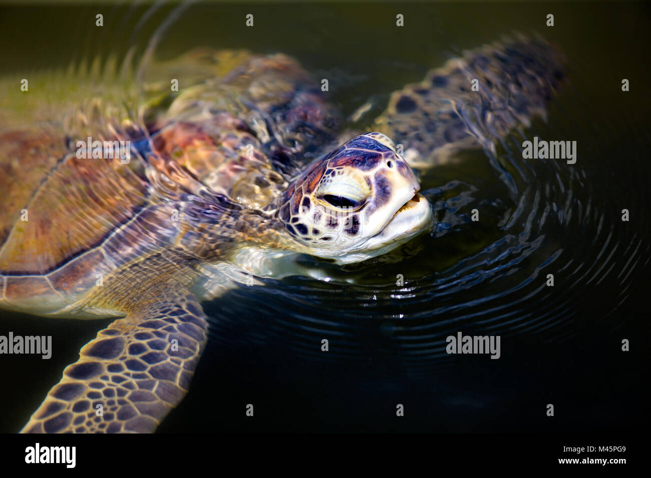 Green sea turtle Stock Photo - Alamy