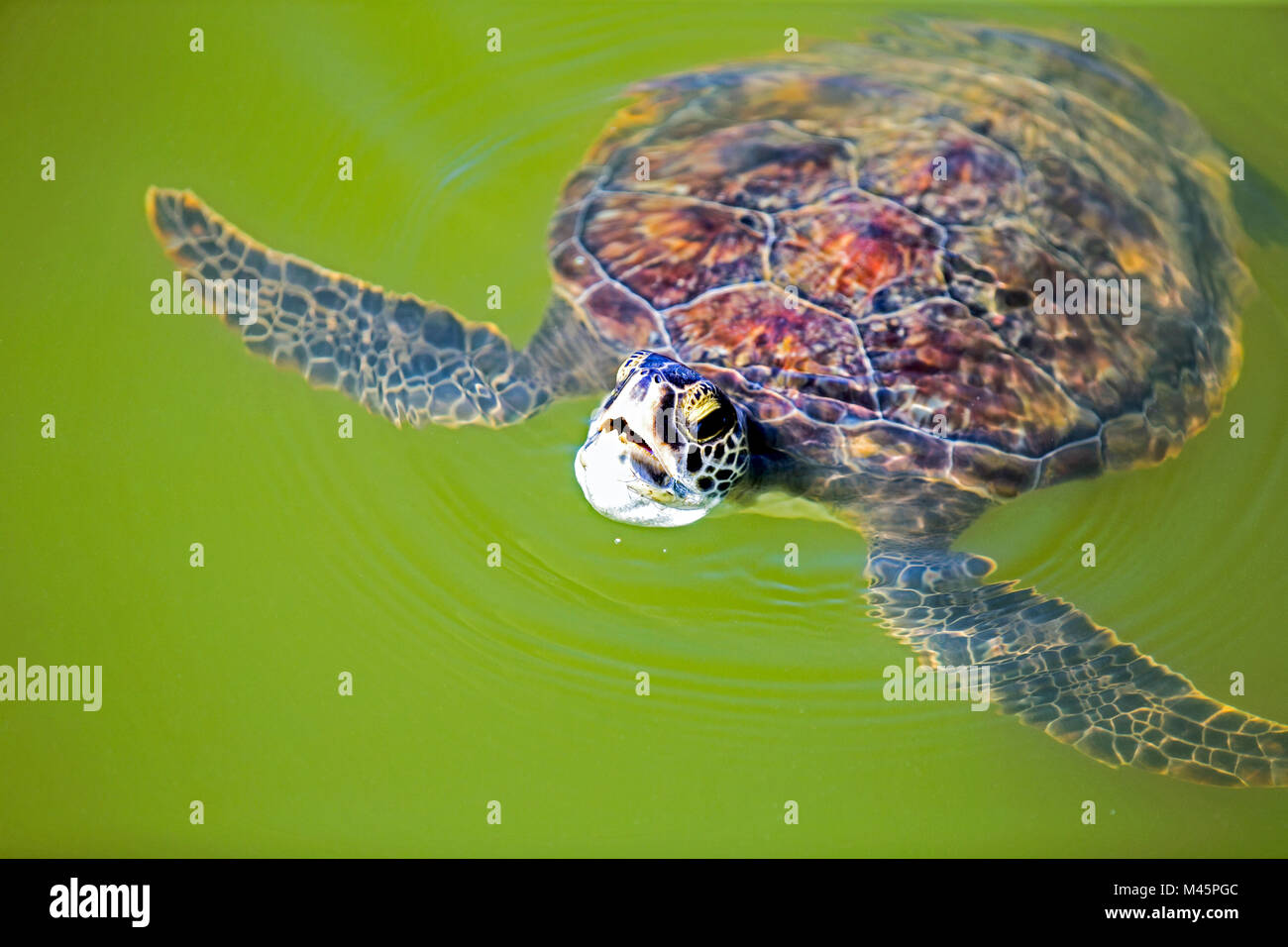 Green sea turtle Stock Photo - Alamy