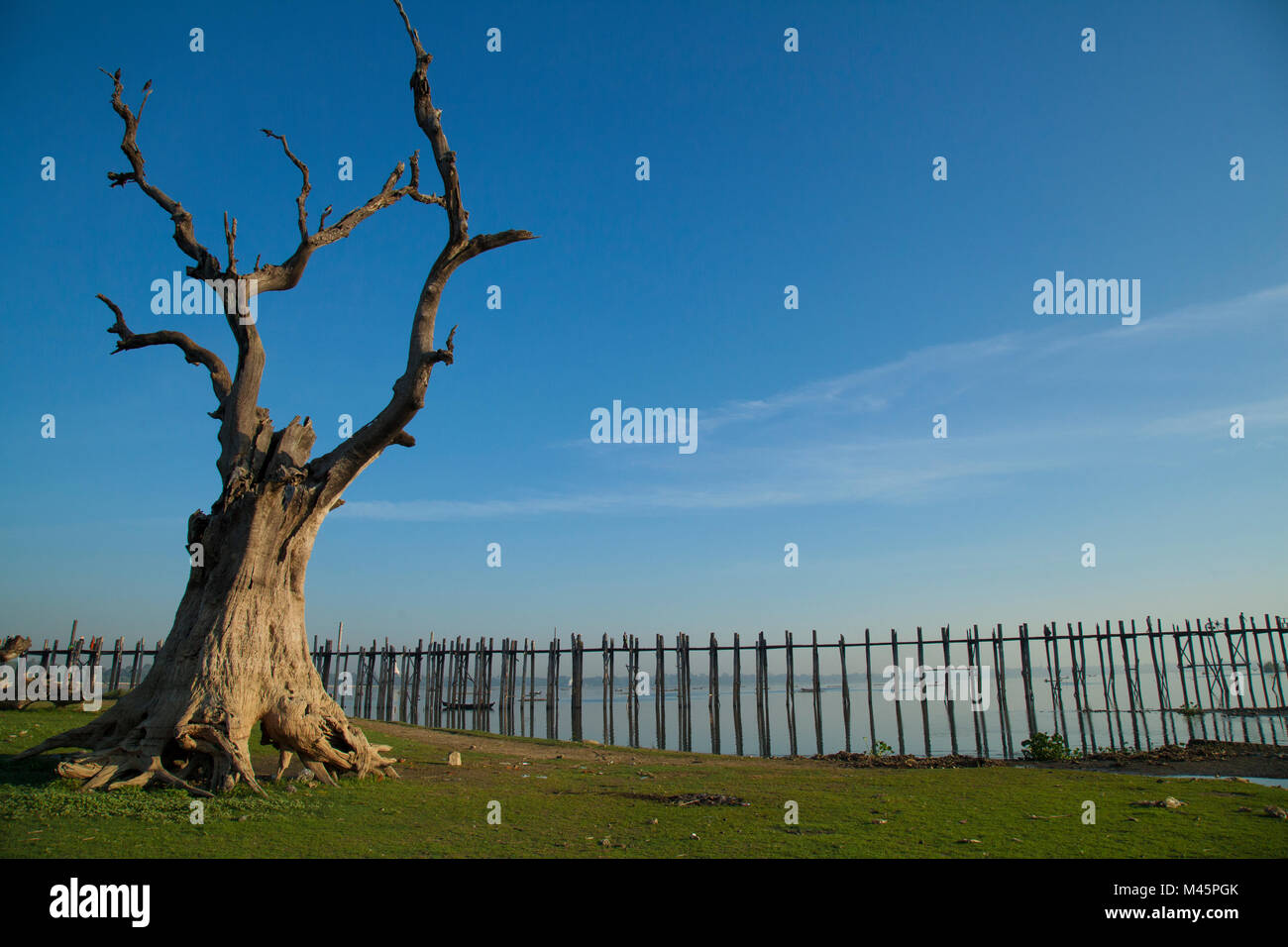 Lone tree in Myanmar near wooden foot bridge U Bein Bridge crossing the ...