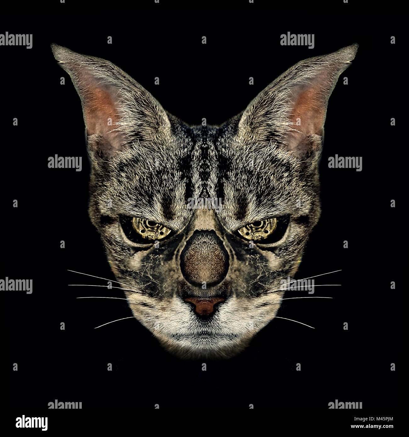 Angry Cat Digital Manipulation Photo Technique Stock Photo - Alamy