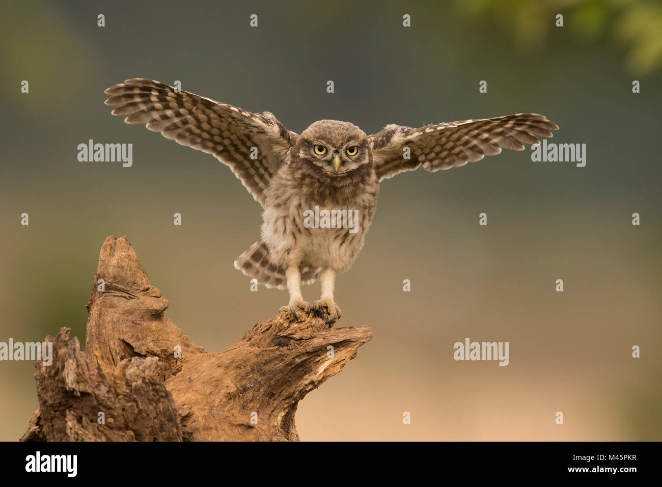 Little owl spread out wing hi-res stock photography and images - Alamy