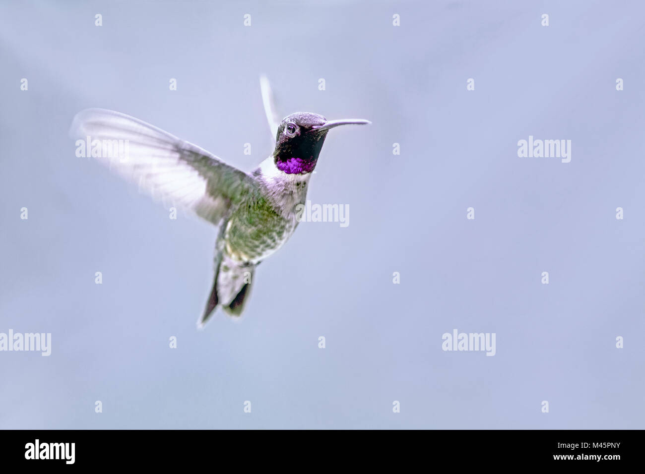 Black hummingbird hi-res stock photography and images - Alamy