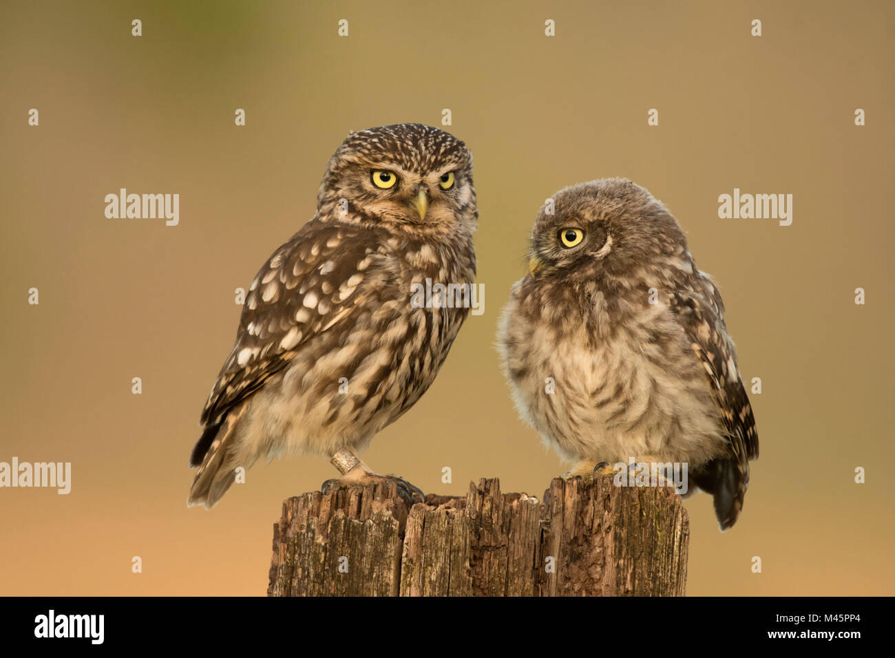 Two baby owls hi-res stock photography and images - Alamy