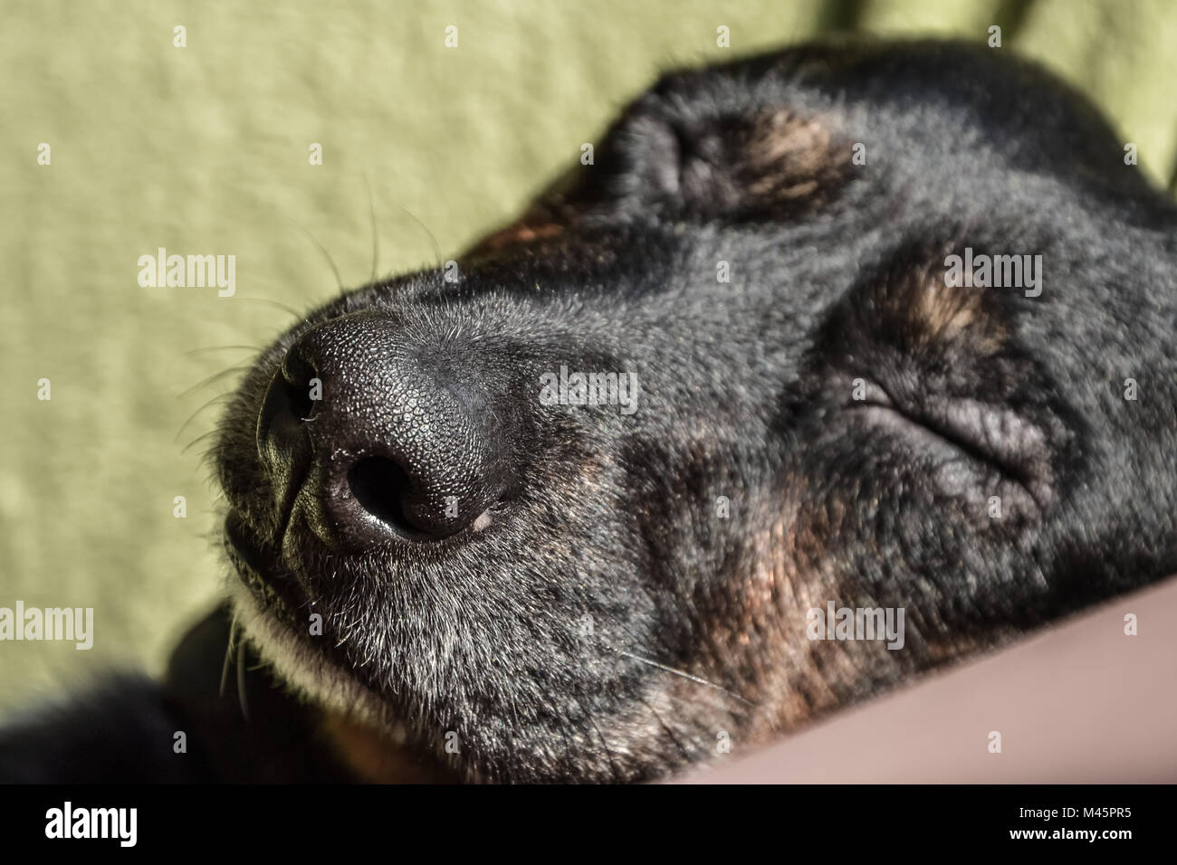 Cute Dog Isolated Stock Photo - Alamy