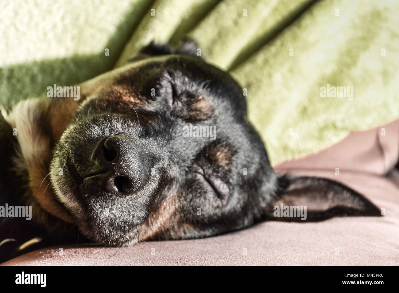 Cute Dog Isolated Stock Photo - Alamy