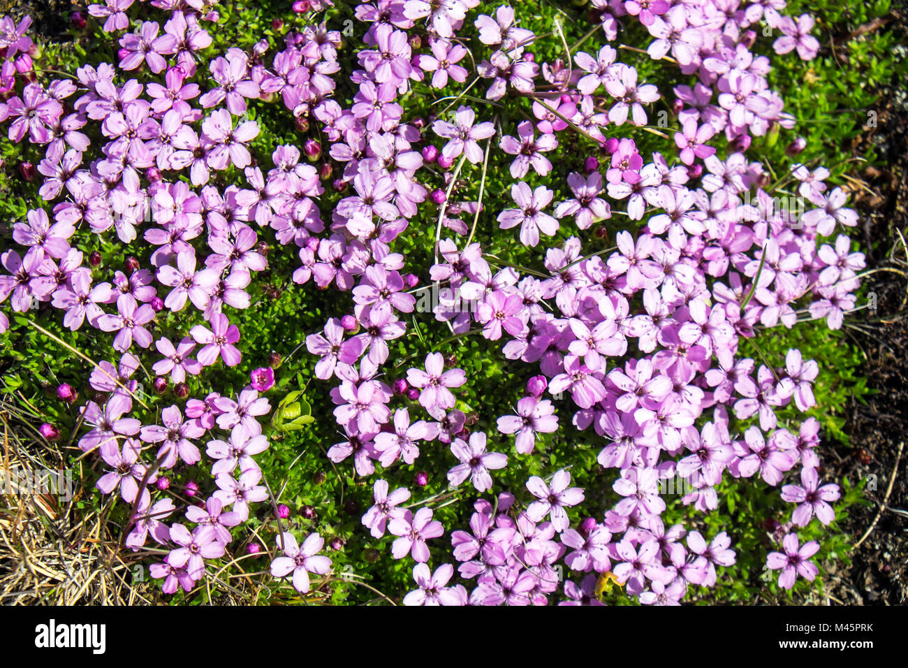 Pink moss campion flowers seen in Iceland Stock Photo - Alamy