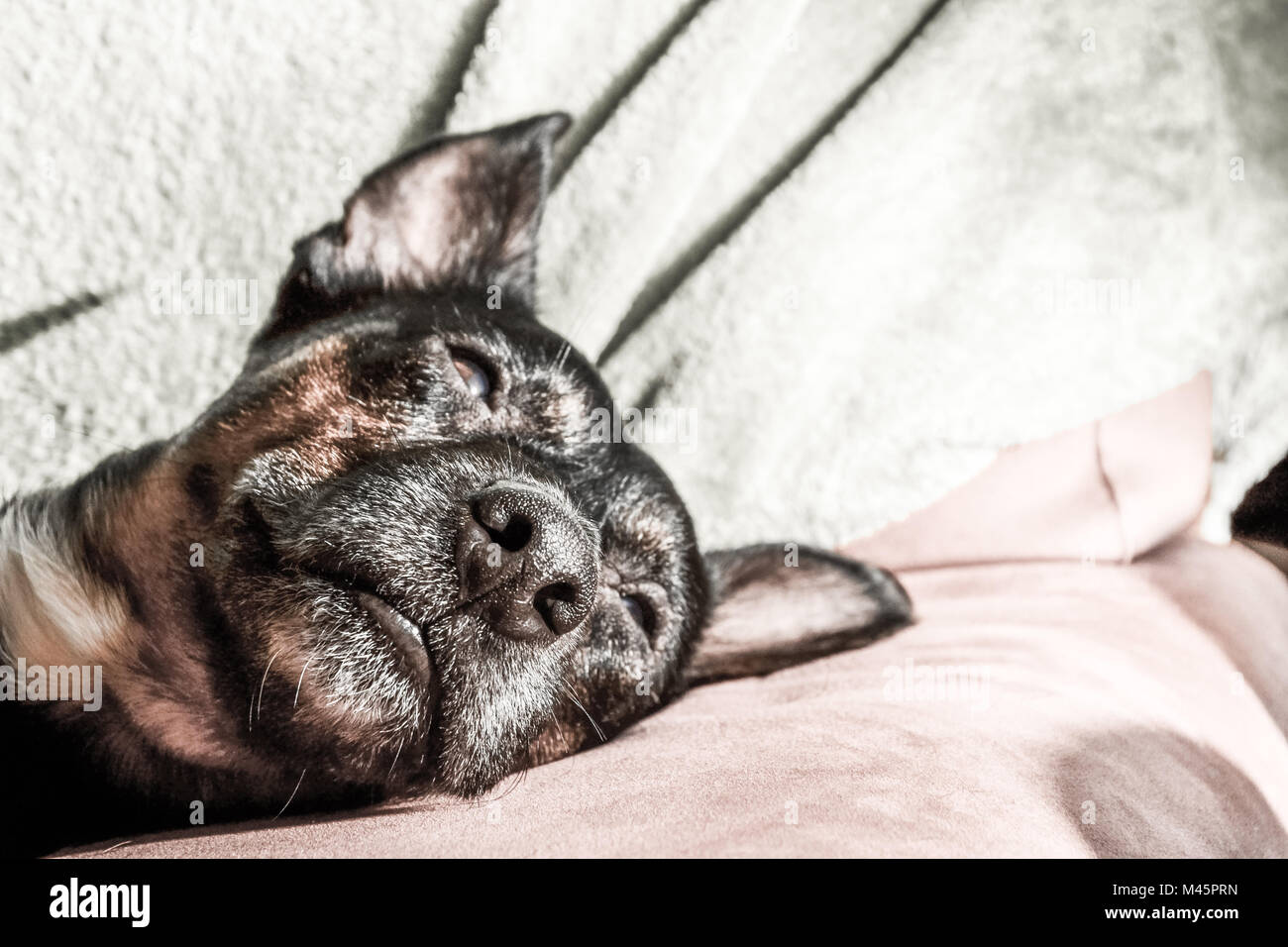 Cute Dog Isolated Stock Photo - Alamy