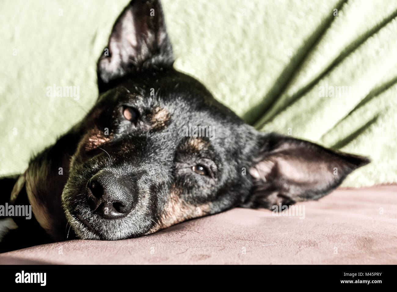 Cute Dog Isolated Stock Photo - Alamy