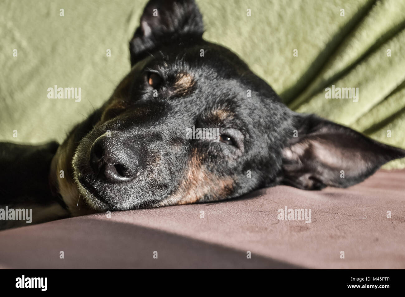 Cute Dog Isolated Stock Photo - Alamy