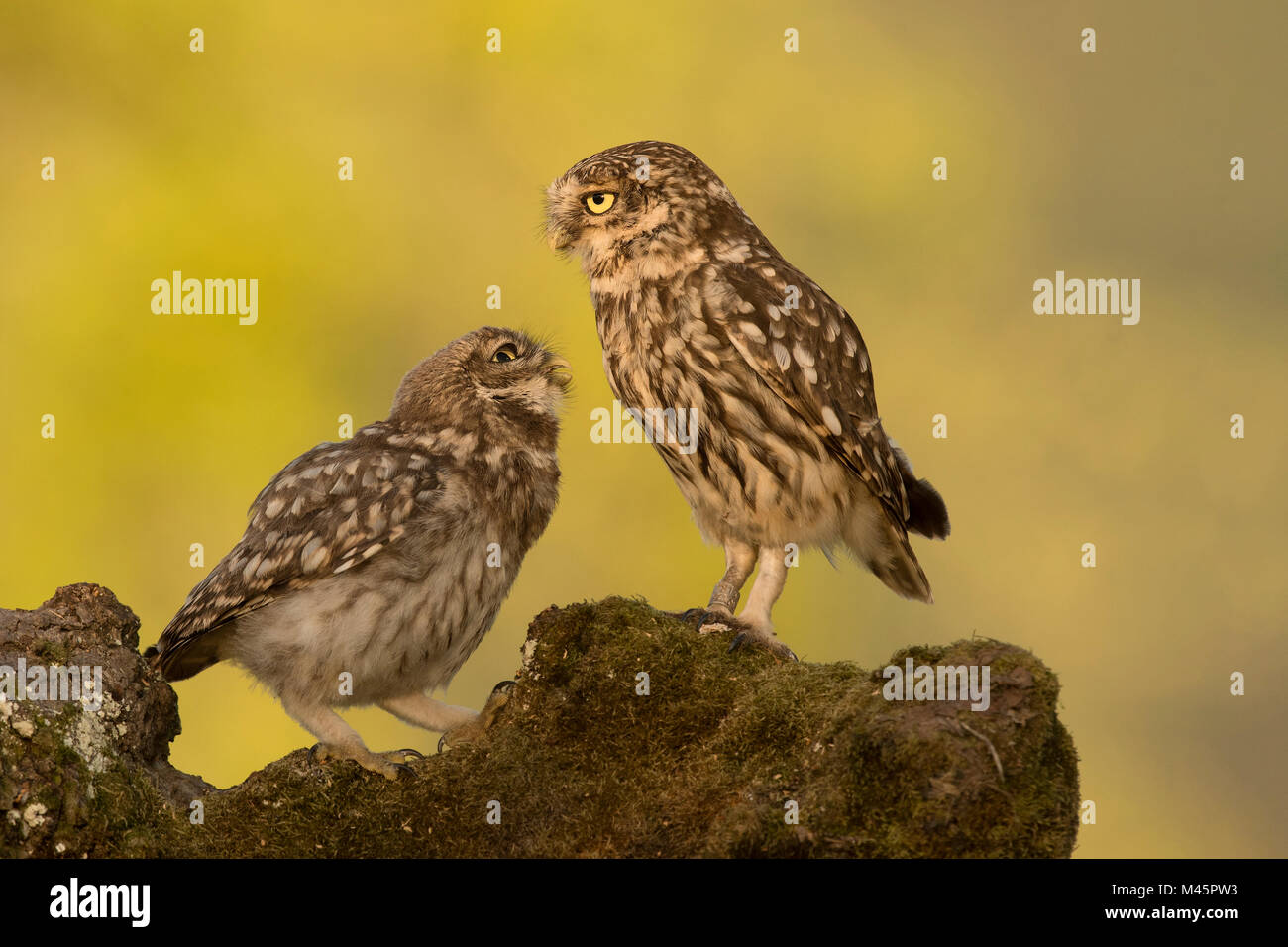 Two baby owls hi-res stock photography and images - Alamy