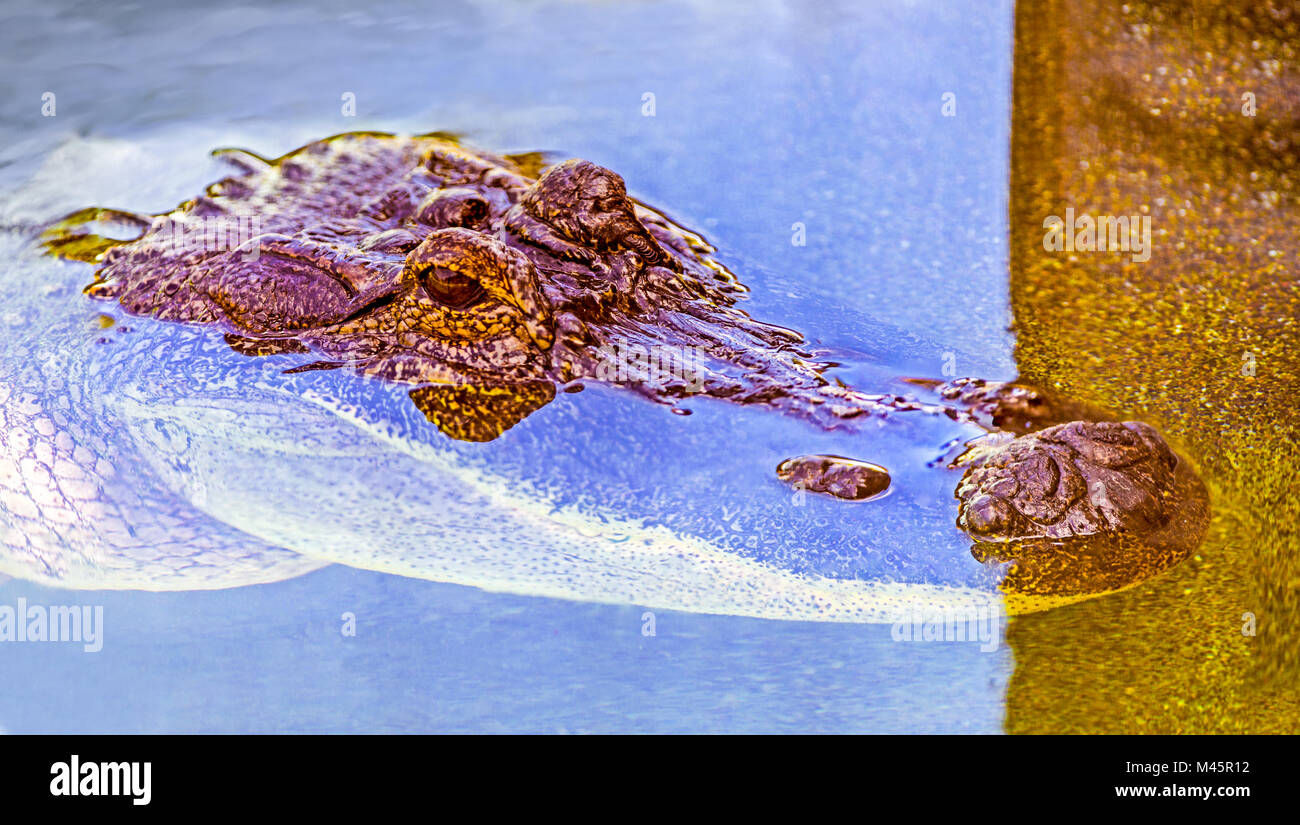 Gator hi-res stock photography and images - Alamy