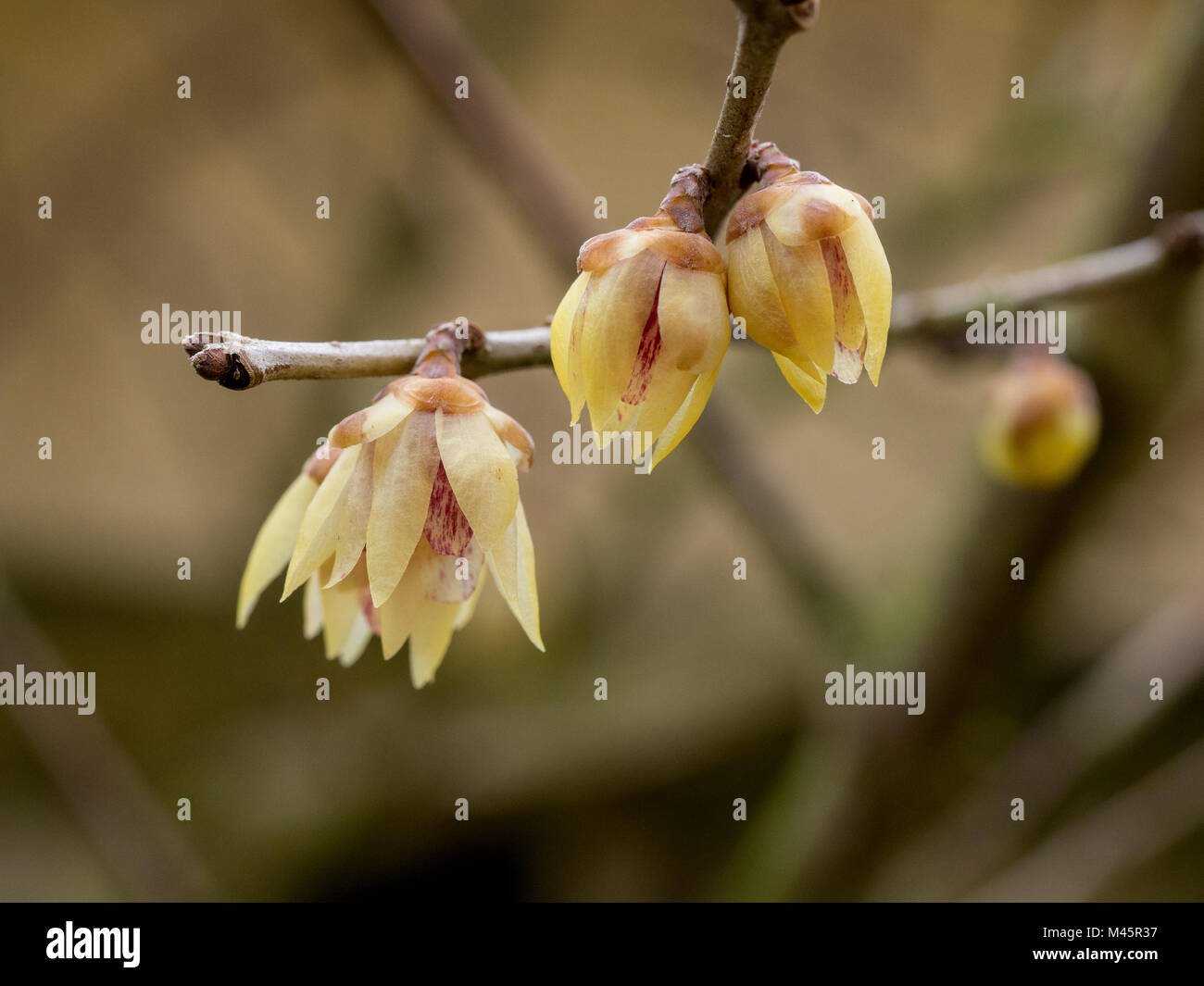 Wintersweet Stock Photos & Wintersweet Stock Images - Alamy