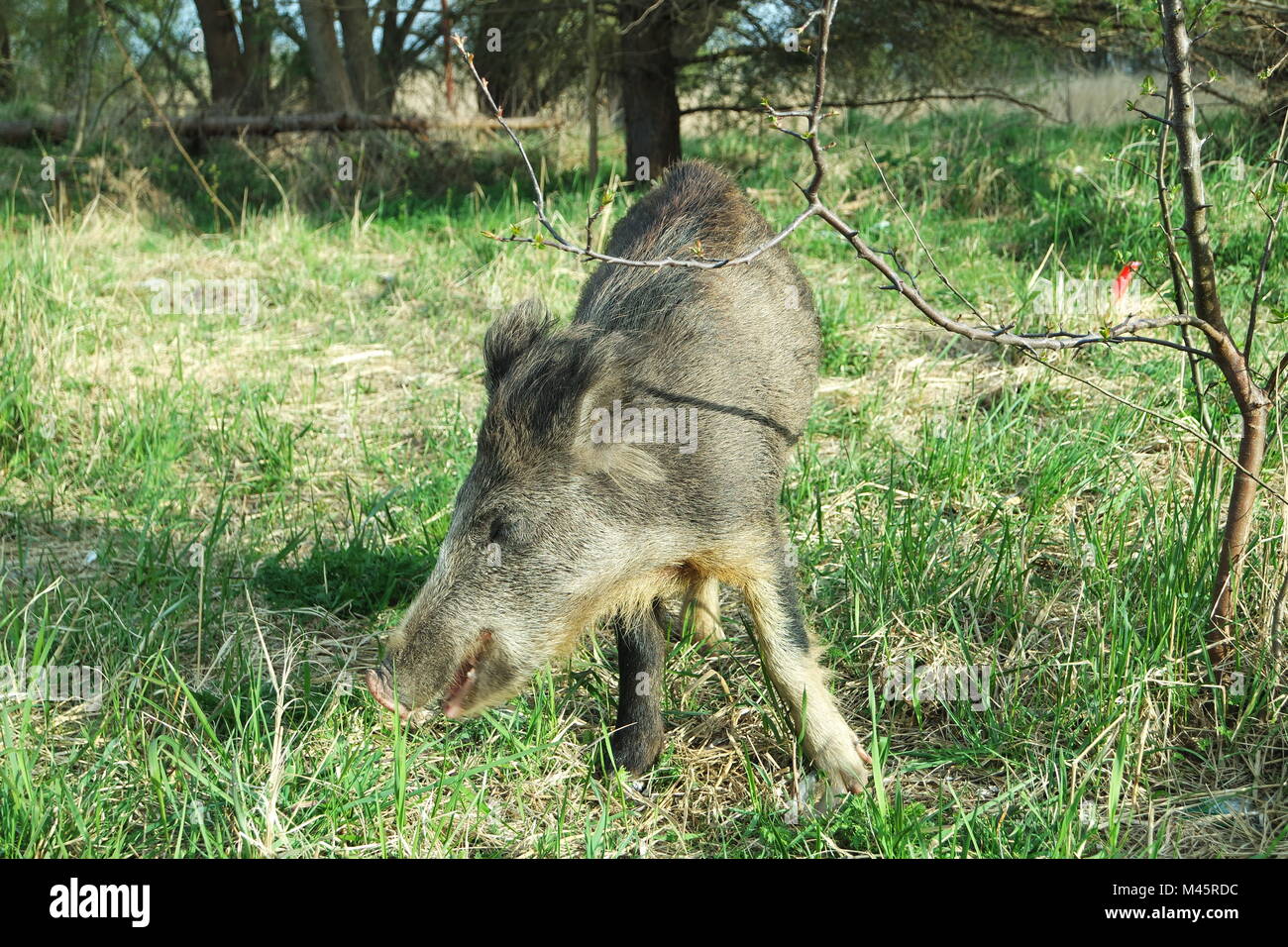 Young wild boar Stock Photo - Alamy
