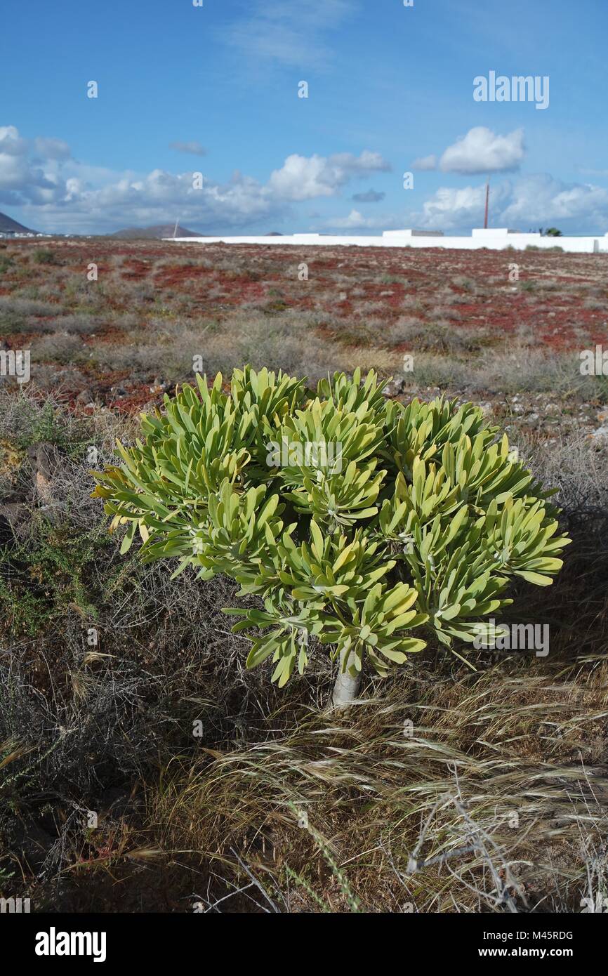 Sparse vegetation hi-res stock photography and images - Alamy