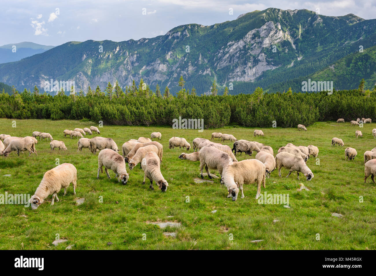 Alpine pastures in Retezat National Park, Carpathians, Romania Stock ...