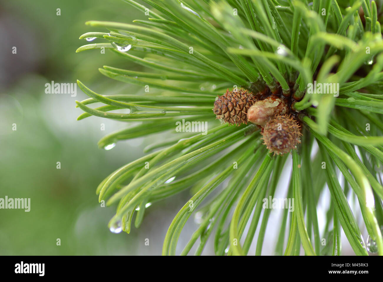 Evergreen tree buds hi-res stock photography and images - Alamy