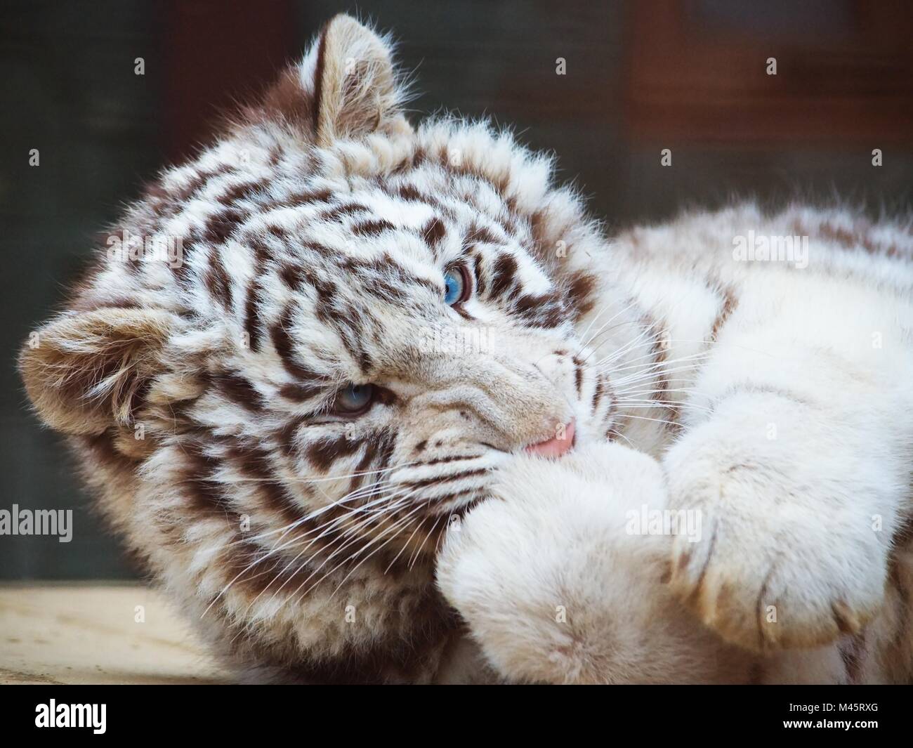 Cute playful white tiger Stock Photo - Alamy