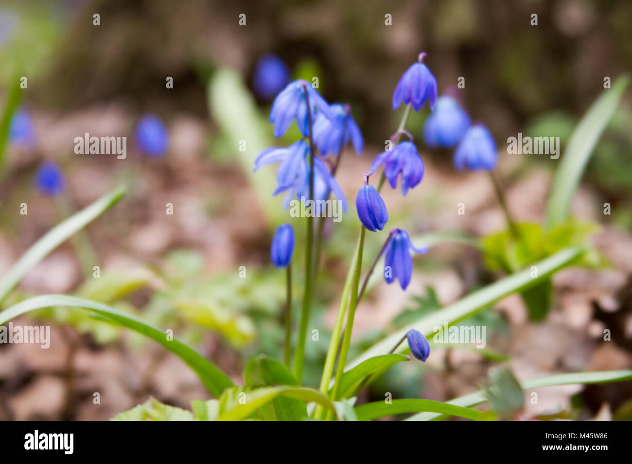 Background of blooming spring flowers Scilla. Scilla flowers on forest ...