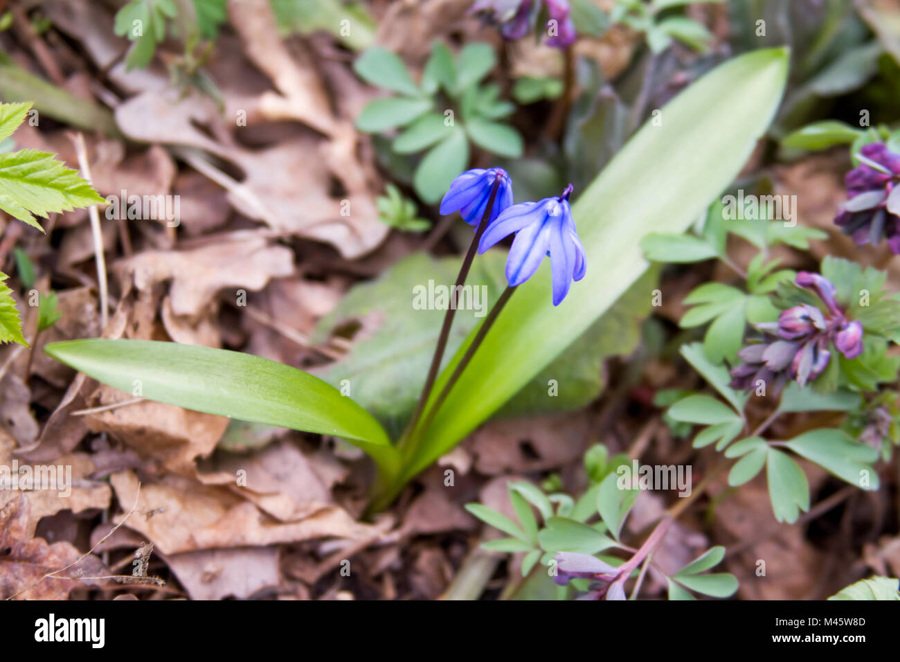 Background of blooming spring flowers Scilla. Scilla flowers on forest ...
