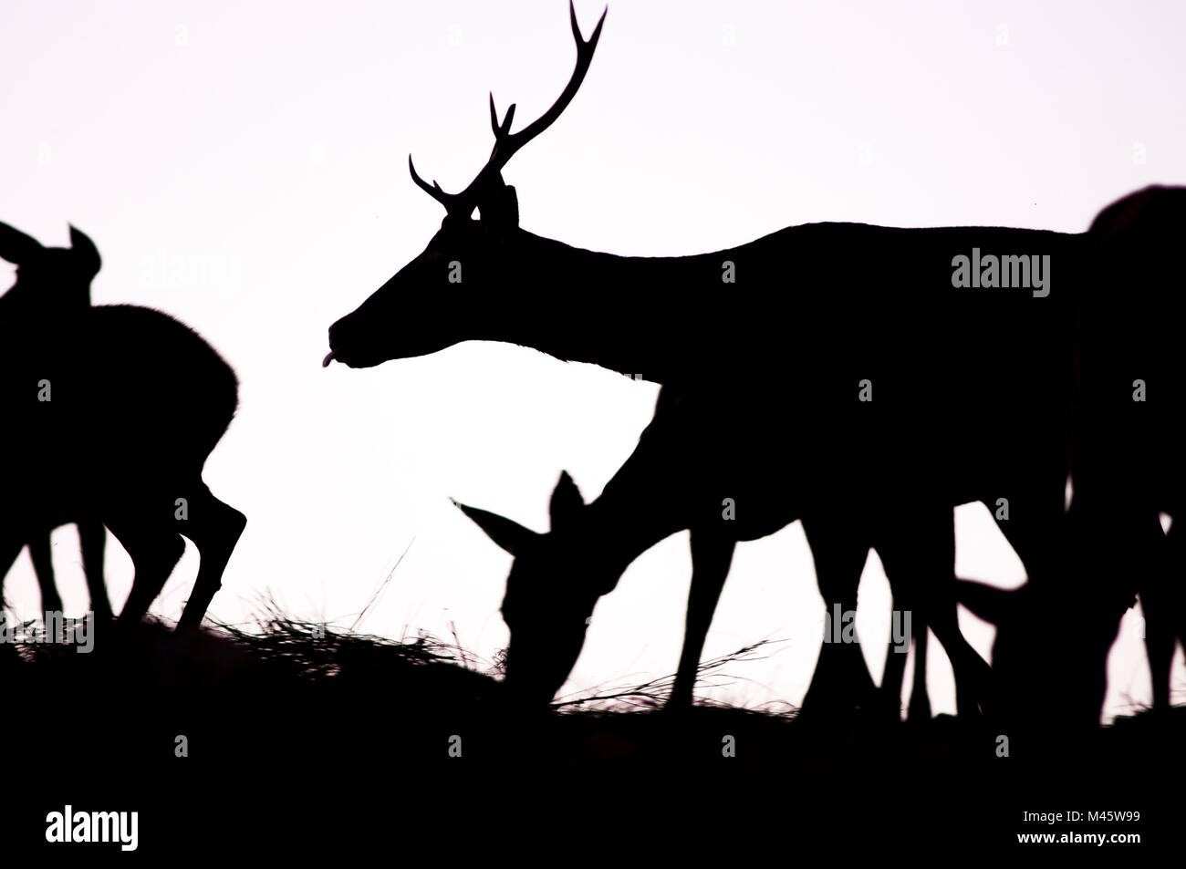 Broken horns hi-res stock photography and images - Alamy
