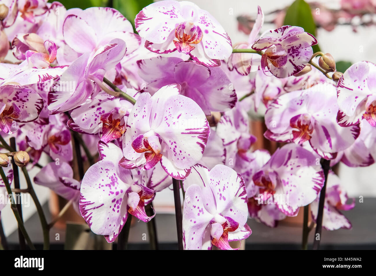 A large bouquet of white and pink orchids. Close up. The horizontal ...