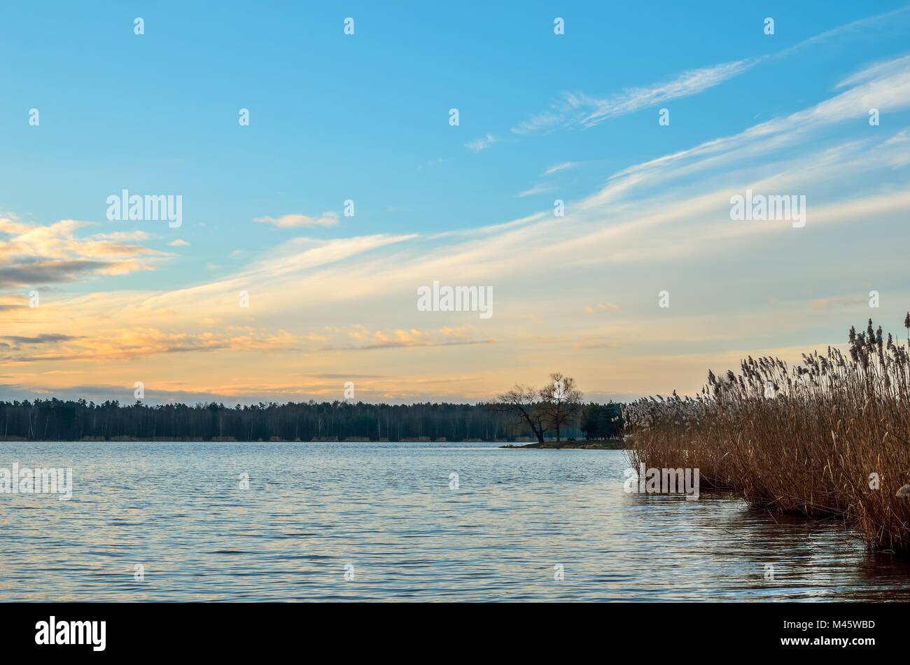 Beautiful morning landscape. Bushes and trees by the lake Stock Photo ...