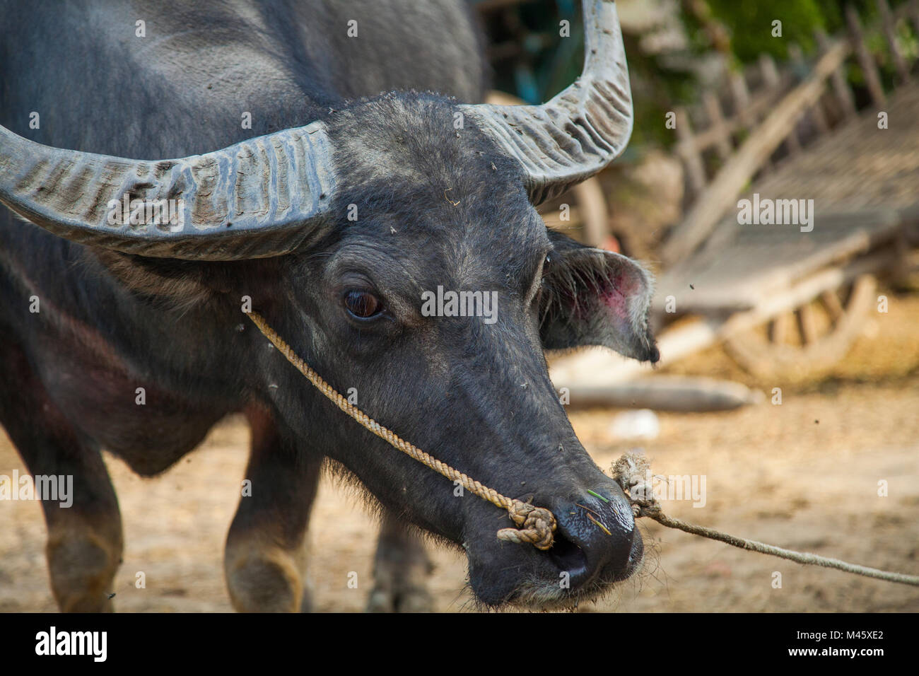 Buffalo tied hi-res stock photography and images - Alamy