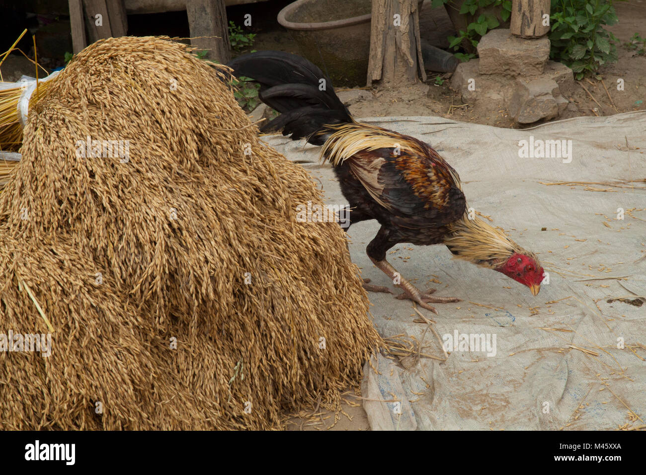 Rooster eating grains outside of Bagan Myanmar Stock Photo - Alamy