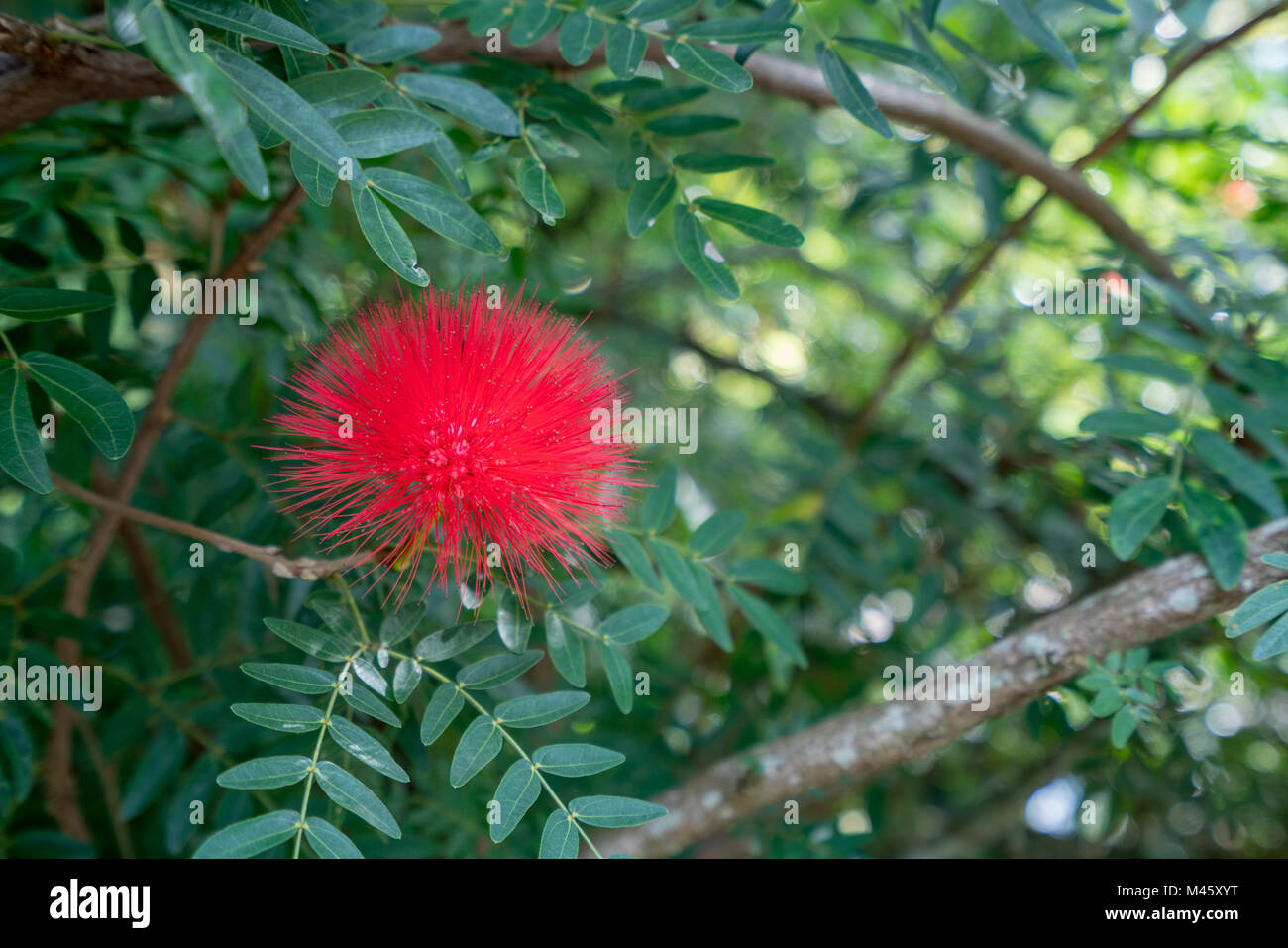 Sensitive plant mimosa pudica in hi-res stock photography and images ...