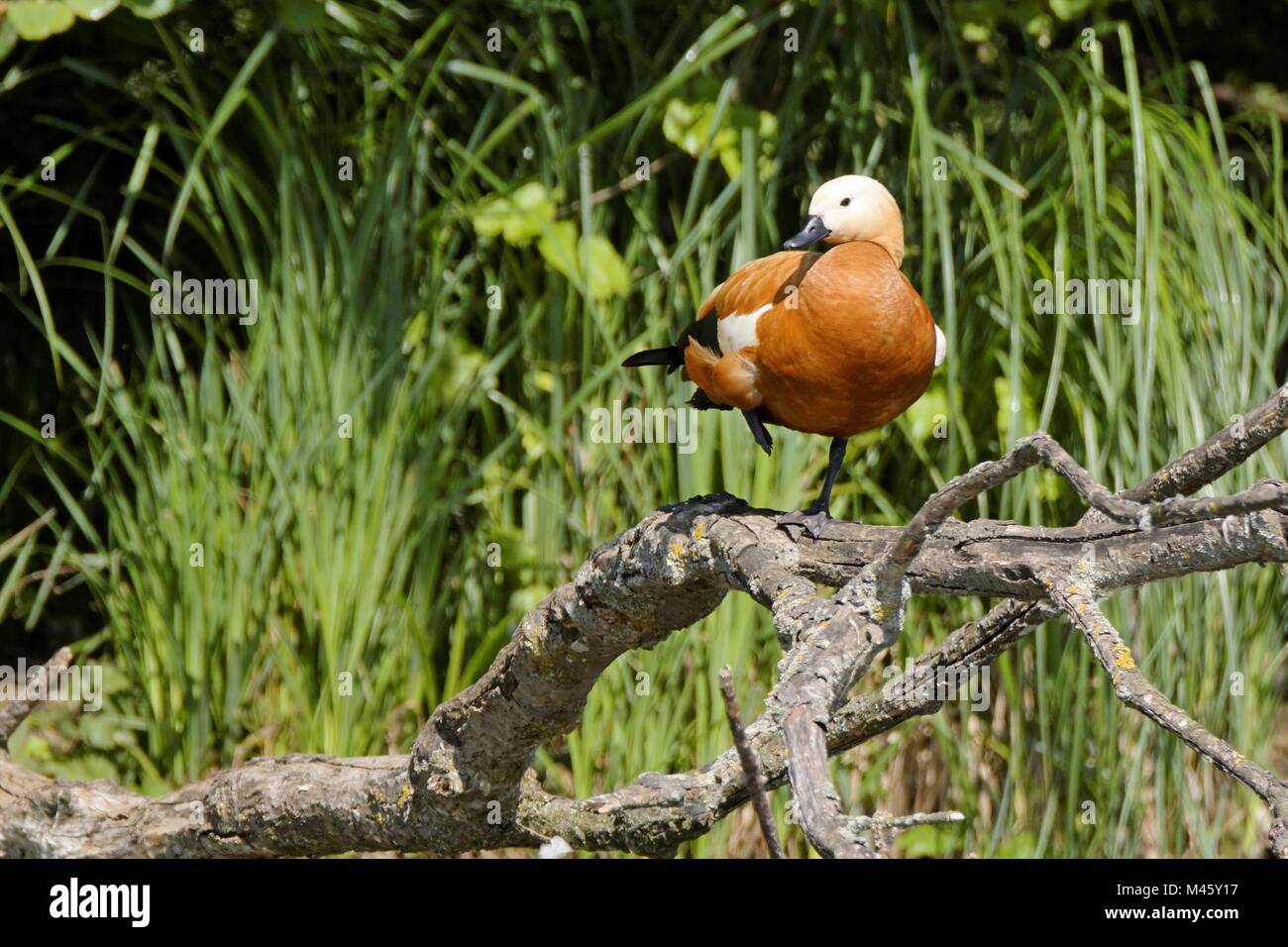 Shelduck waterbird hi-res stock photography and images - Alamy