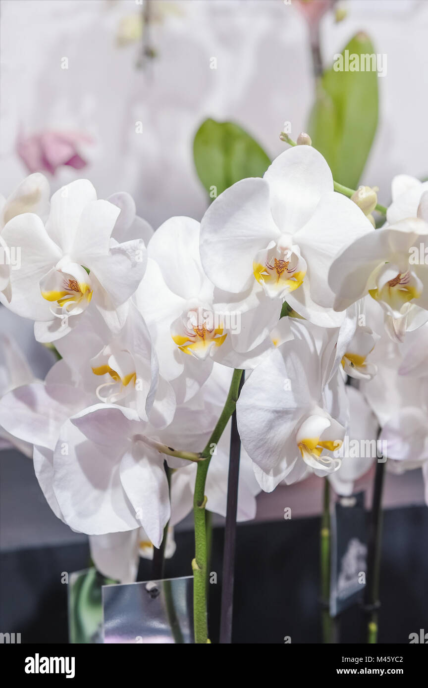 Large orchids hi-res stock photography and images - Alamy