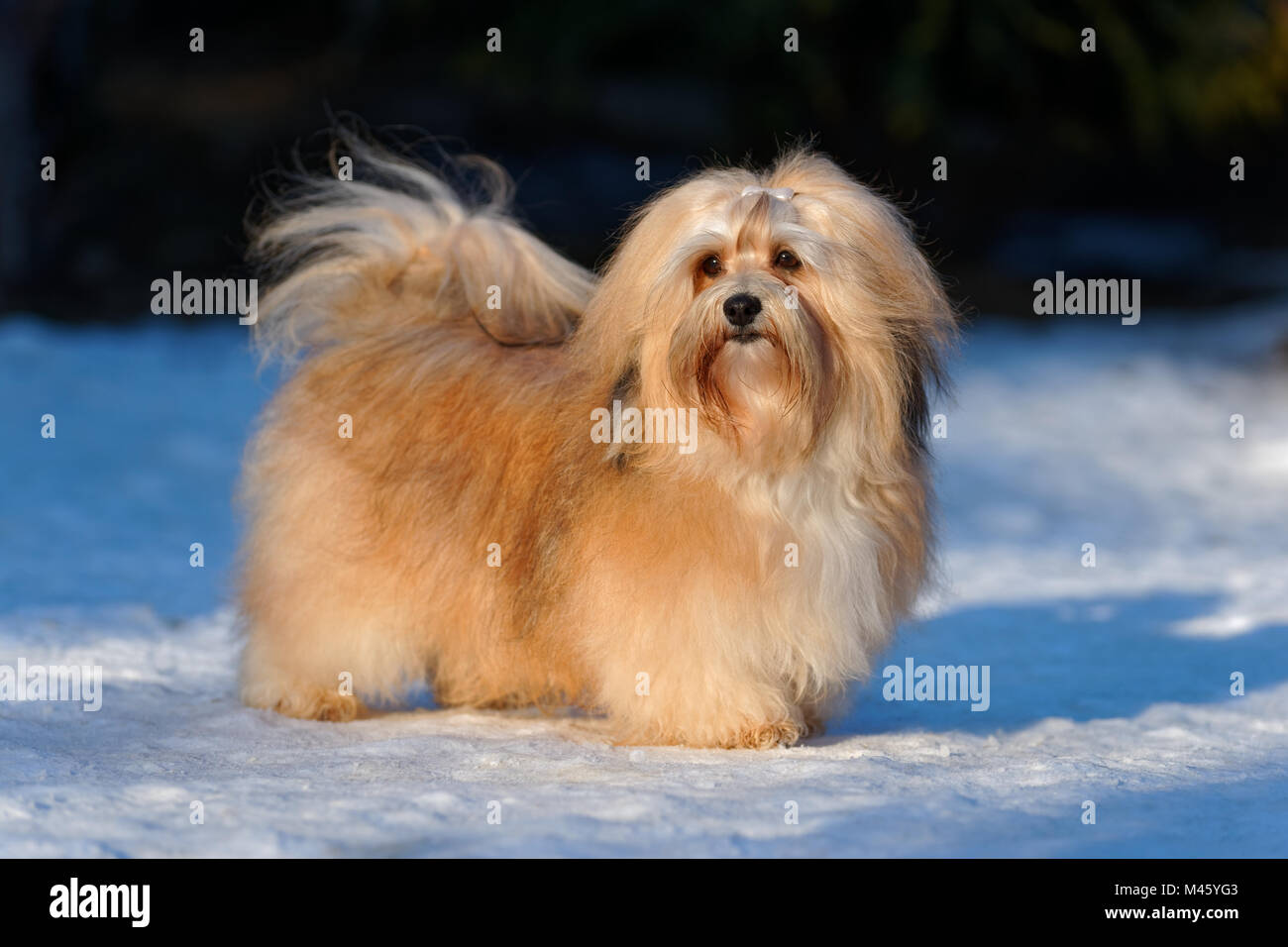 Beautiful show champion havanese female dog stands in a snowy park in ...