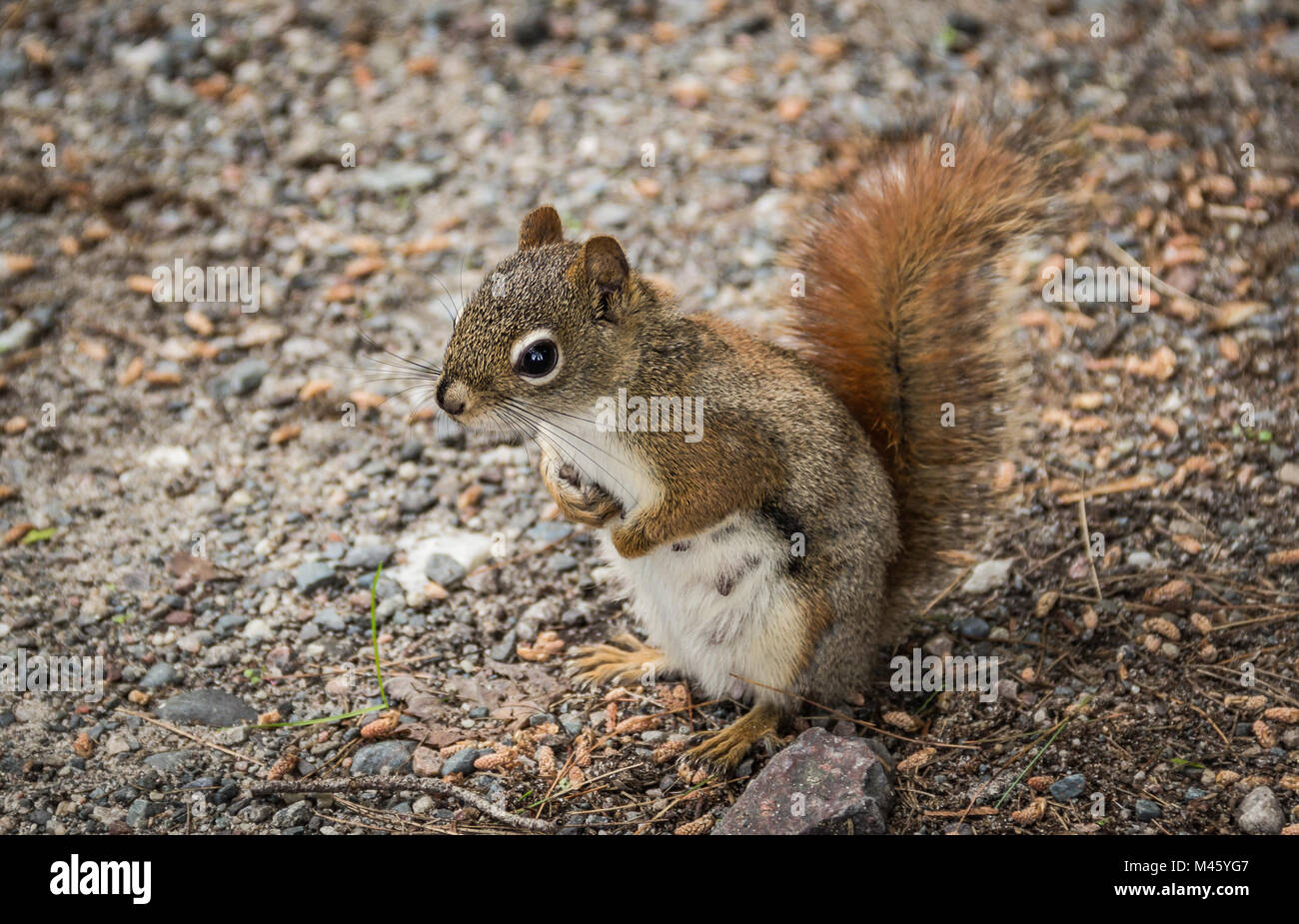 North american squirell hi-res stock photography and images - Alamy
