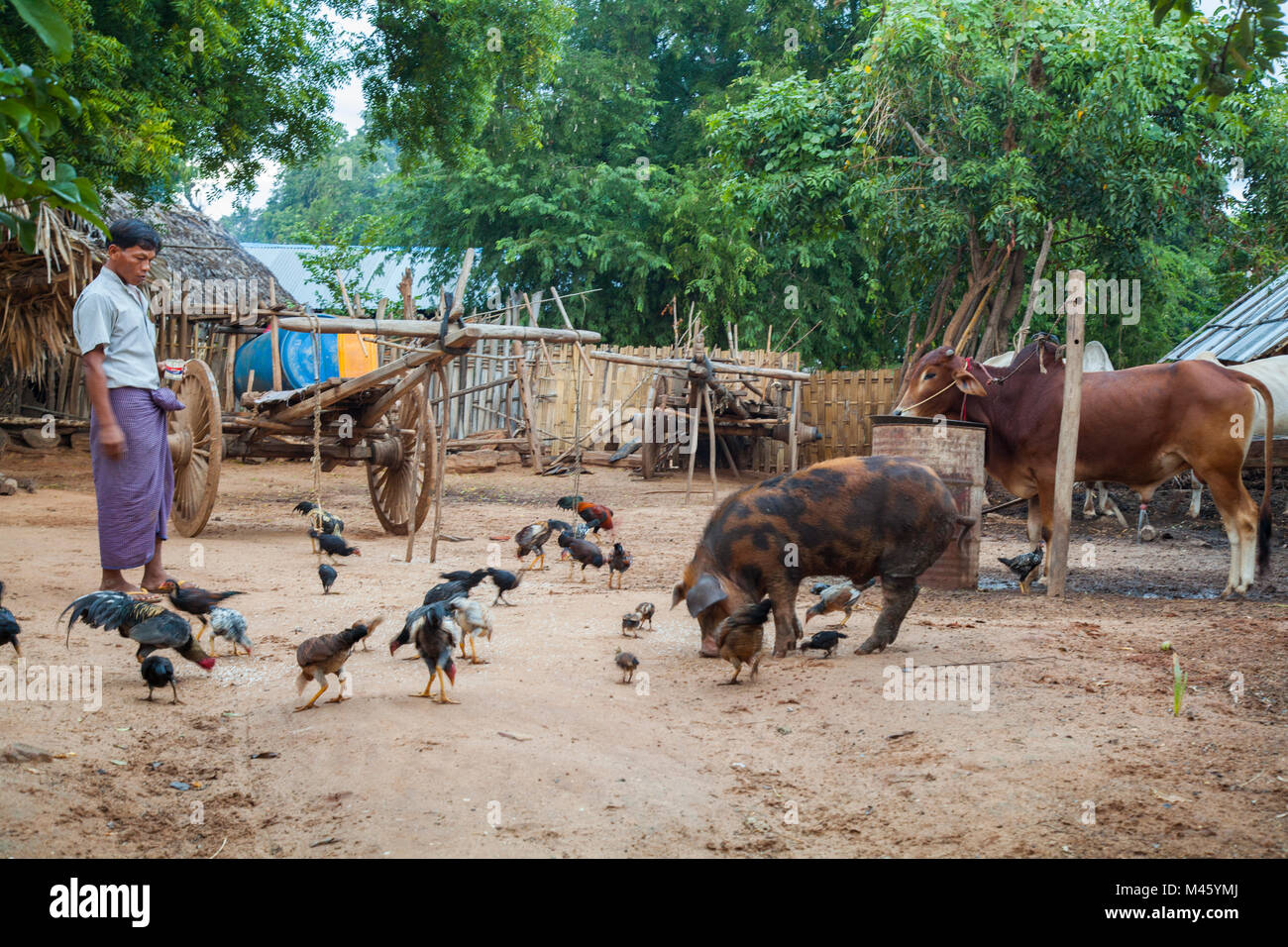 farm life in Small town outside of Bagan Myanmar Stock Photo - Alamy