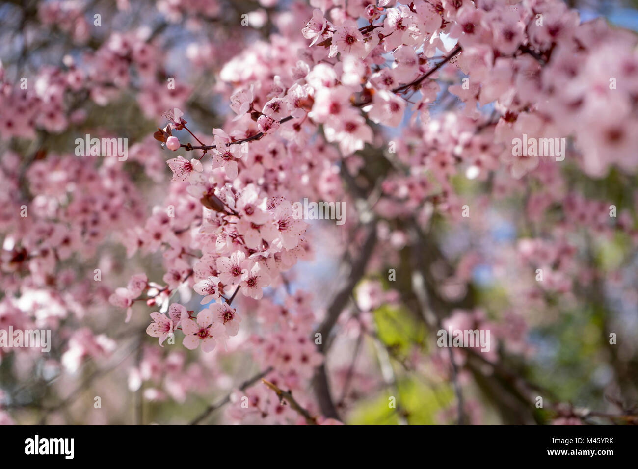 botanical, spring, details of cherry blossoms with beautiful pink ...
