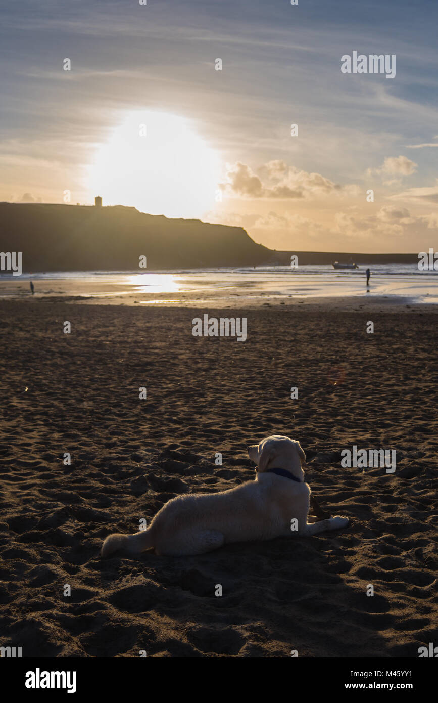 British labrador hi-res stock photography and images - Alamy