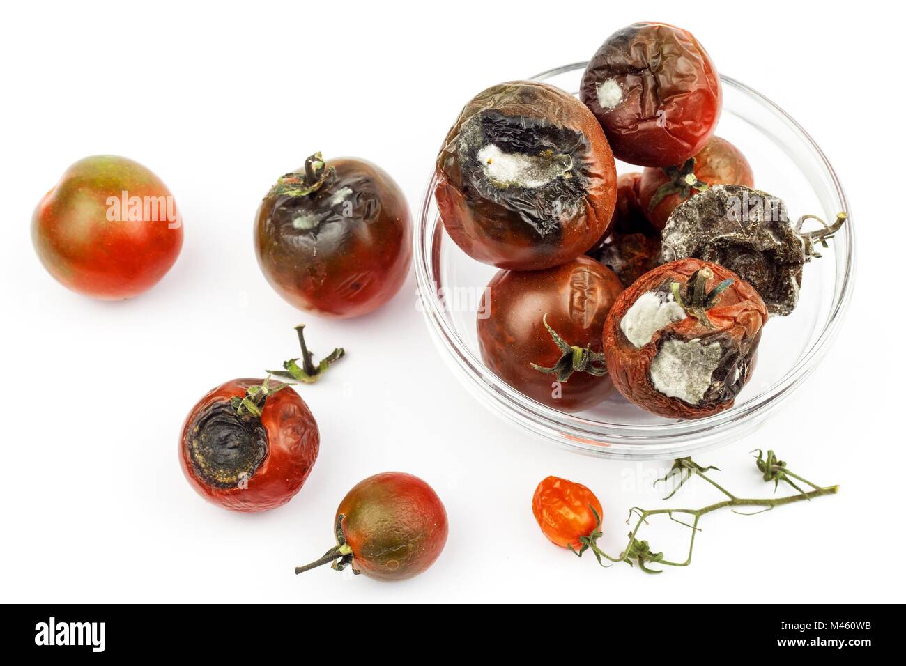Moldy tomatoes in a glass bowl on a white background. Unhealthy food ...