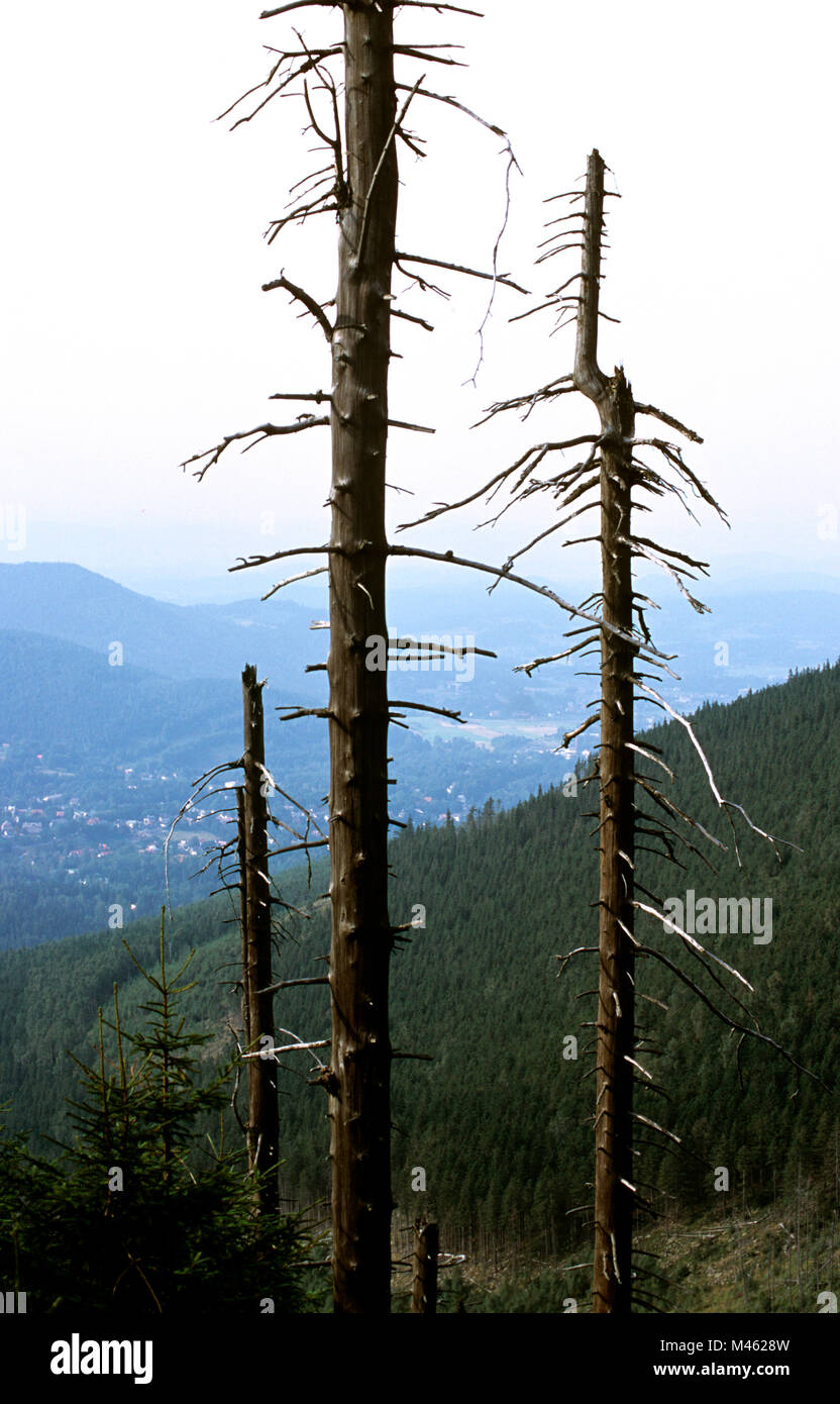 Acid rain forest hi-res stock photography and images - Alamy