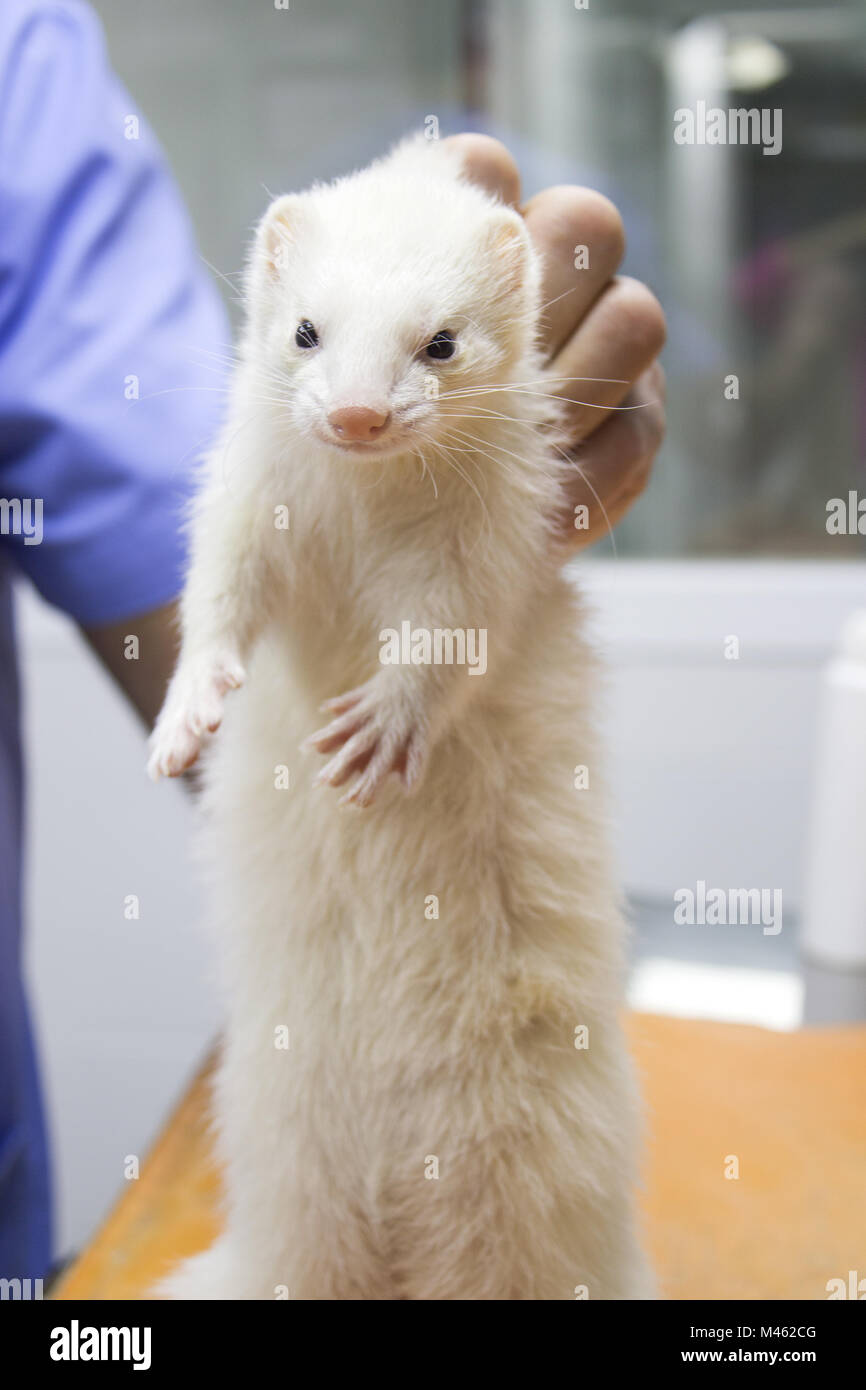 Profile portrait of a ferret. Vet gets into the body Stock Photo - Alamy
