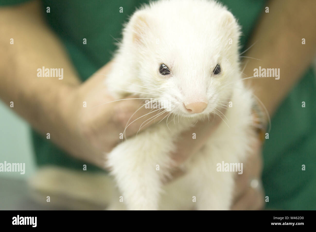 Profile portrait of a ferret. Vet gets into the body Stock Photo - Alamy